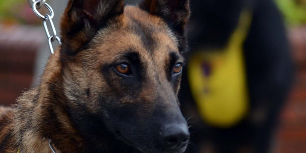 Quand la maltraitance animale peut aider à révéler des violences ...